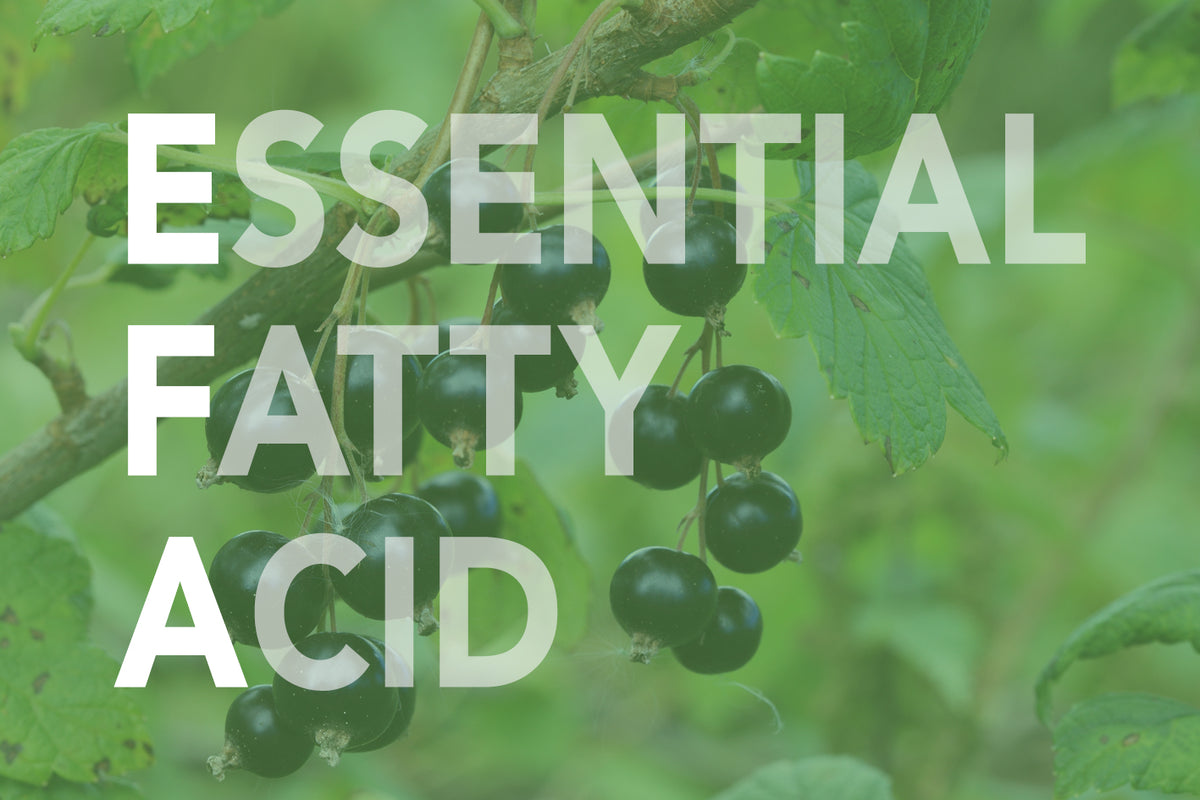 WHAT ARE PARENT ESSENTIAL OILS (PEOs)? & Plant-Based Alternative to Fi ...